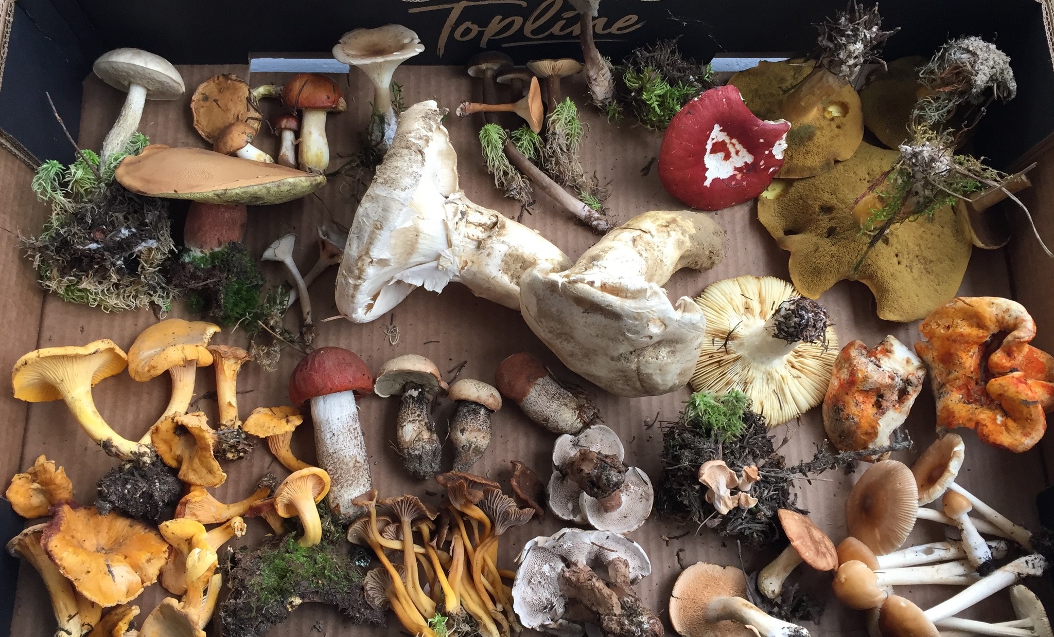 Récoltes d’automne et Action de grâce: célébrons notre terroir ...